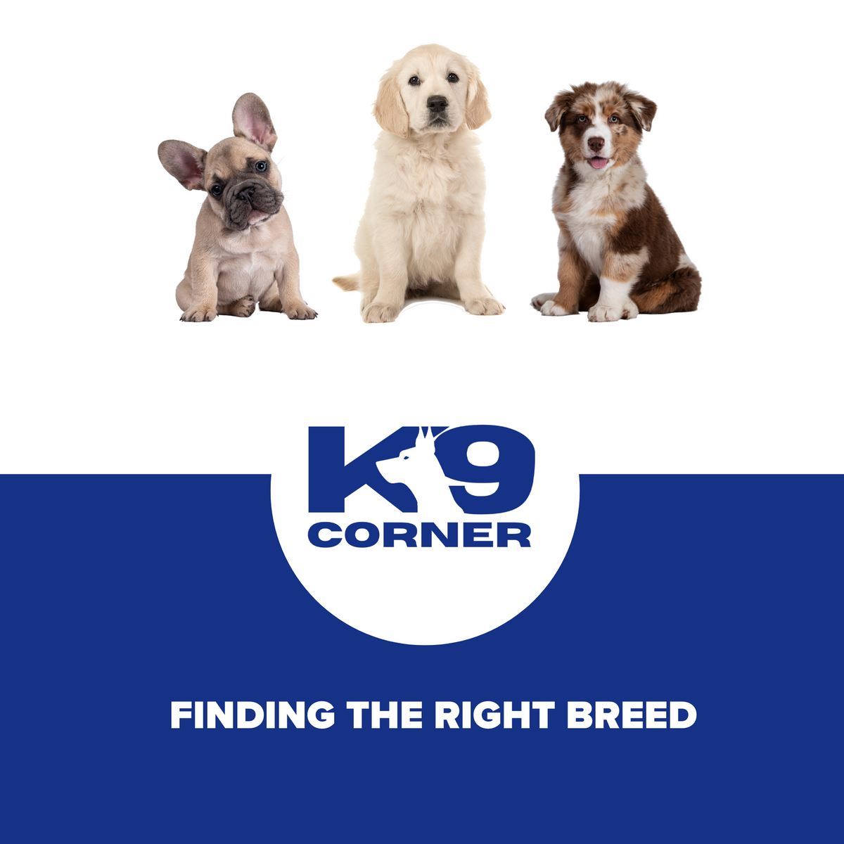 Choosing the right dog breed – K9 Corner