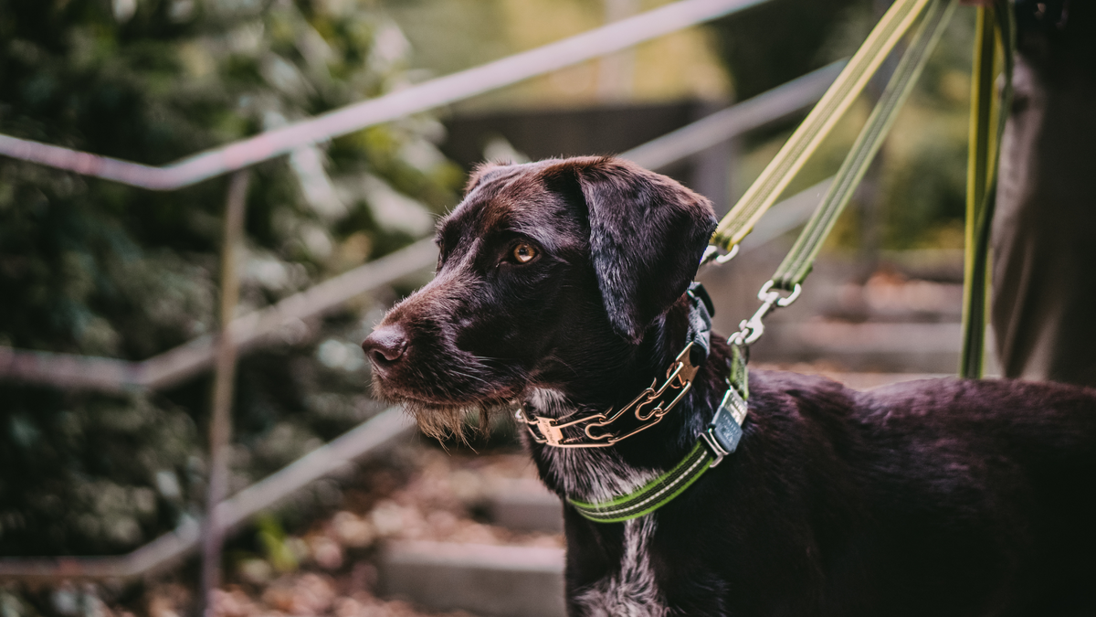 Herm Sprenger Dog Collars & Prong Accessories | K9 Corner