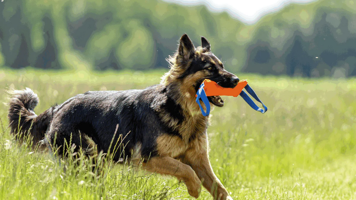 Bite Pads – K9 Corner
