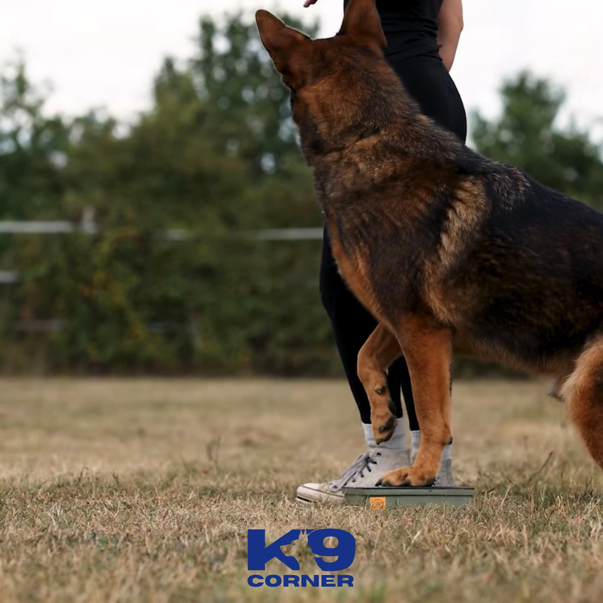 The Canine Carpenter Pivot box – K9 Corner
